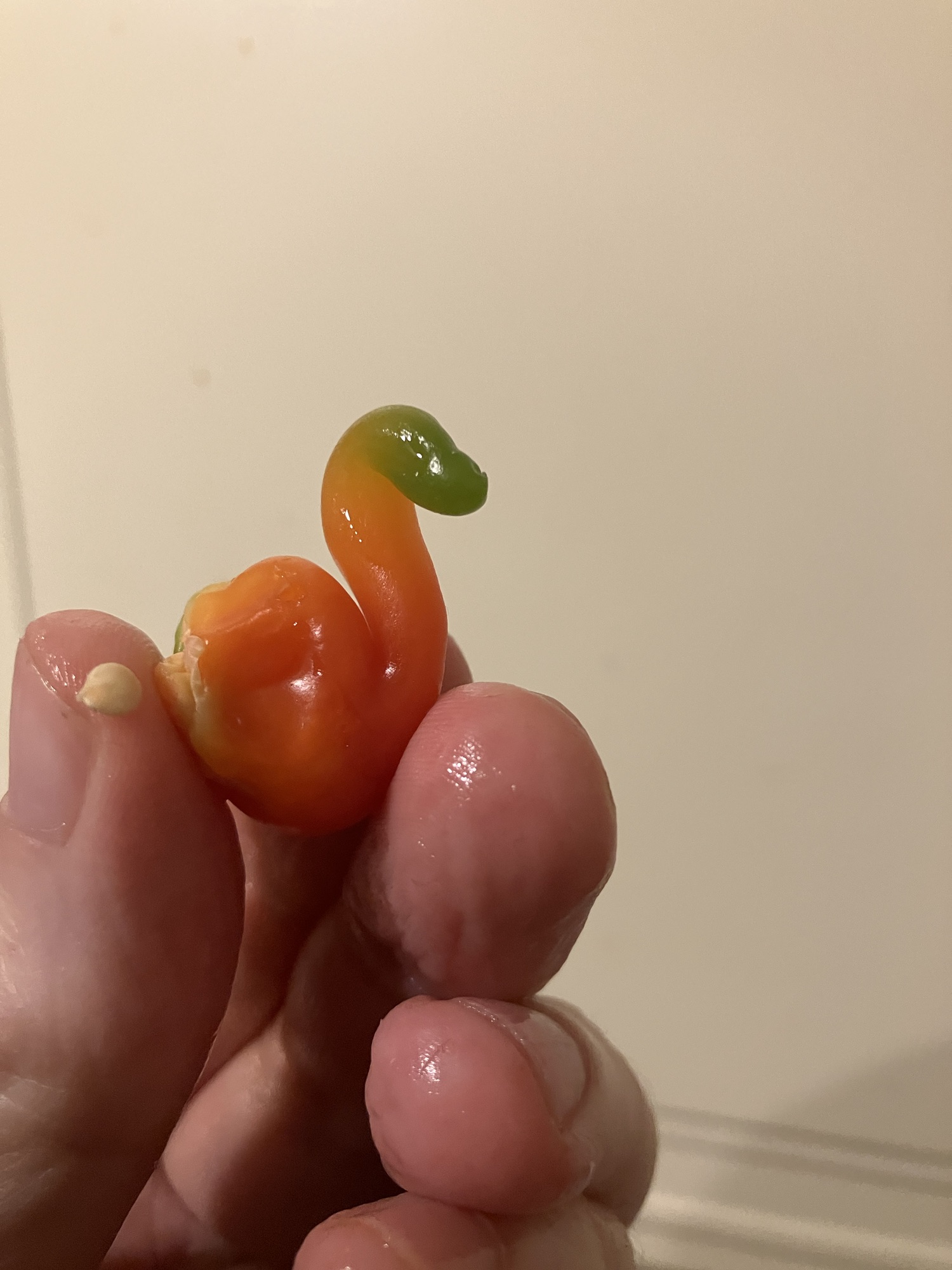 Veggie Glycon | J.L. Worrad